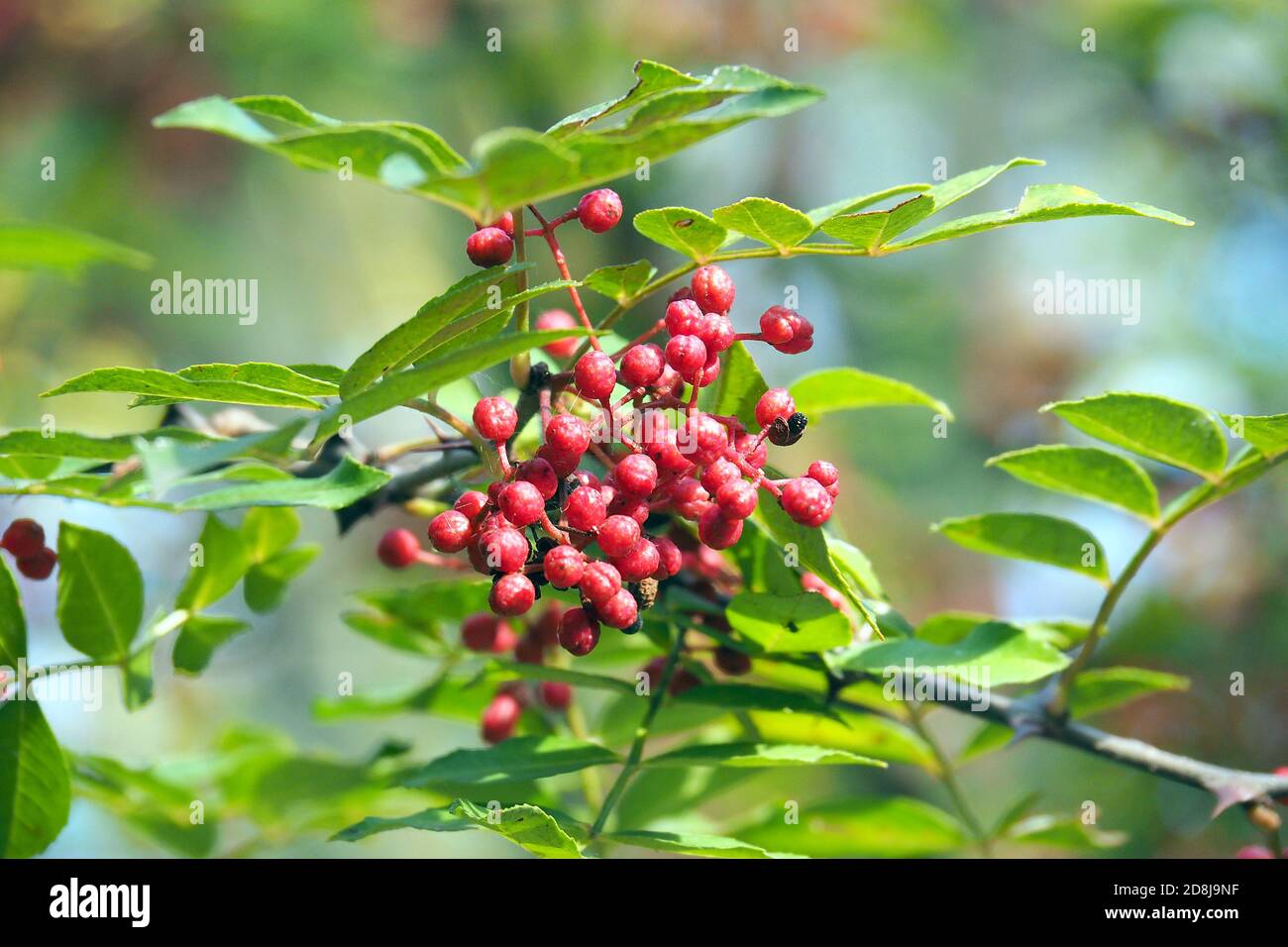 common prickly-ash, common pricklyash, common prickly ash, Zanthoxylum ...