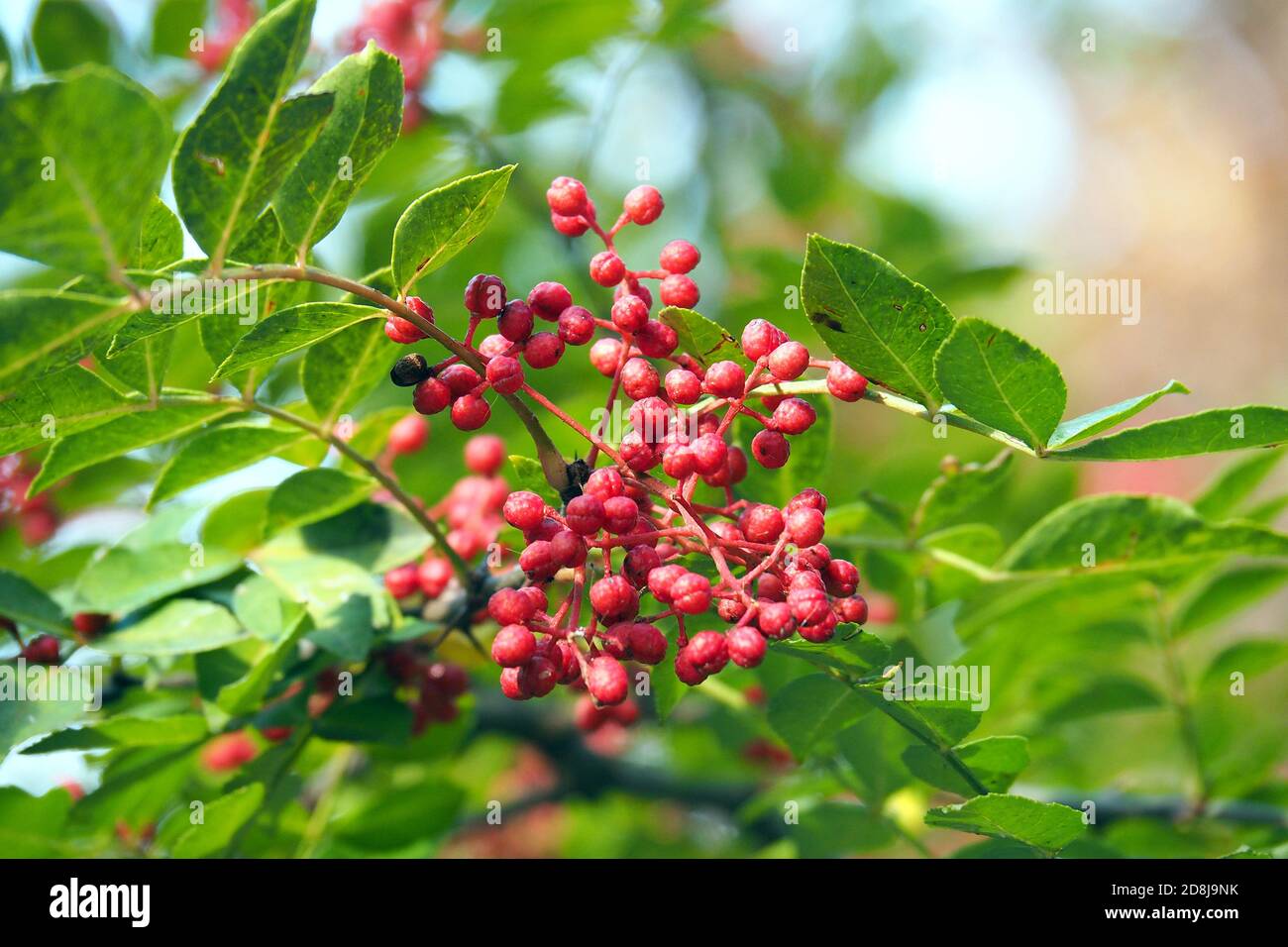 common prickly-ash, common pricklyash, common prickly ash, Zanthoxylum ...