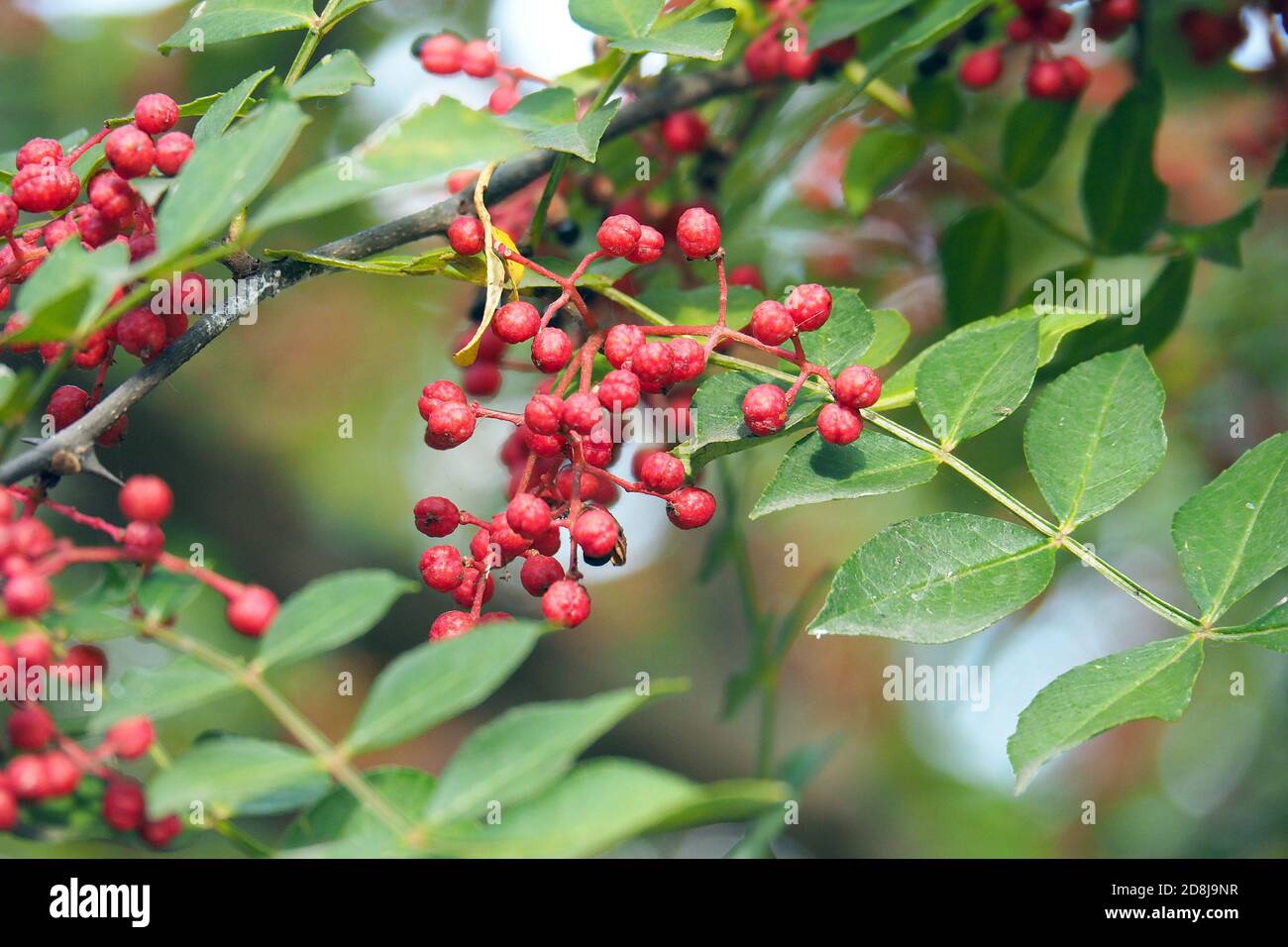 common prickly-ash, common pricklyash, common prickly ash, Zanthoxylum ...