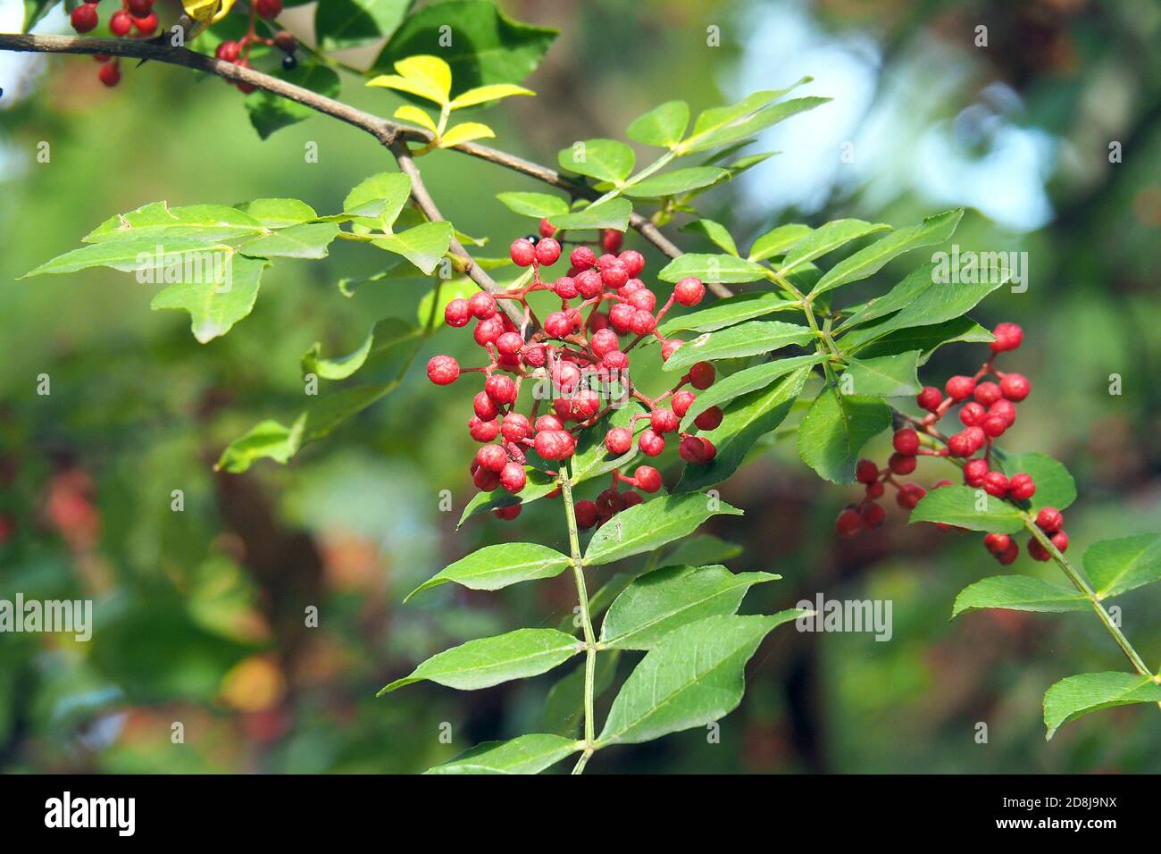 common prickly-ash, common pricklyash, common prickly ash, Zanthoxylum ...