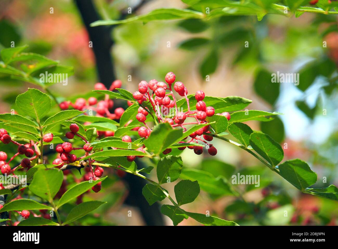 common prickly-ash, common pricklyash, common prickly ash, Zanthoxylum ...