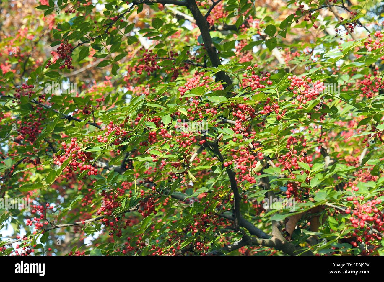 common prickly-ash, common pricklyash, common prickly ash, Zanthoxylum ...