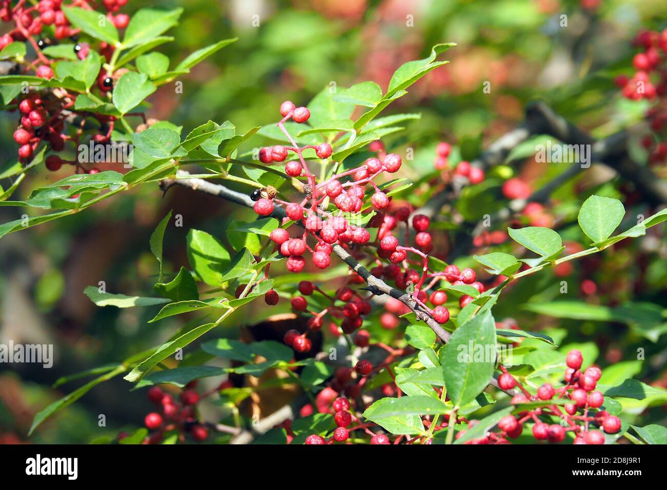 common prickly-ash, common pricklyash, common prickly ash, Zanthoxylum ...