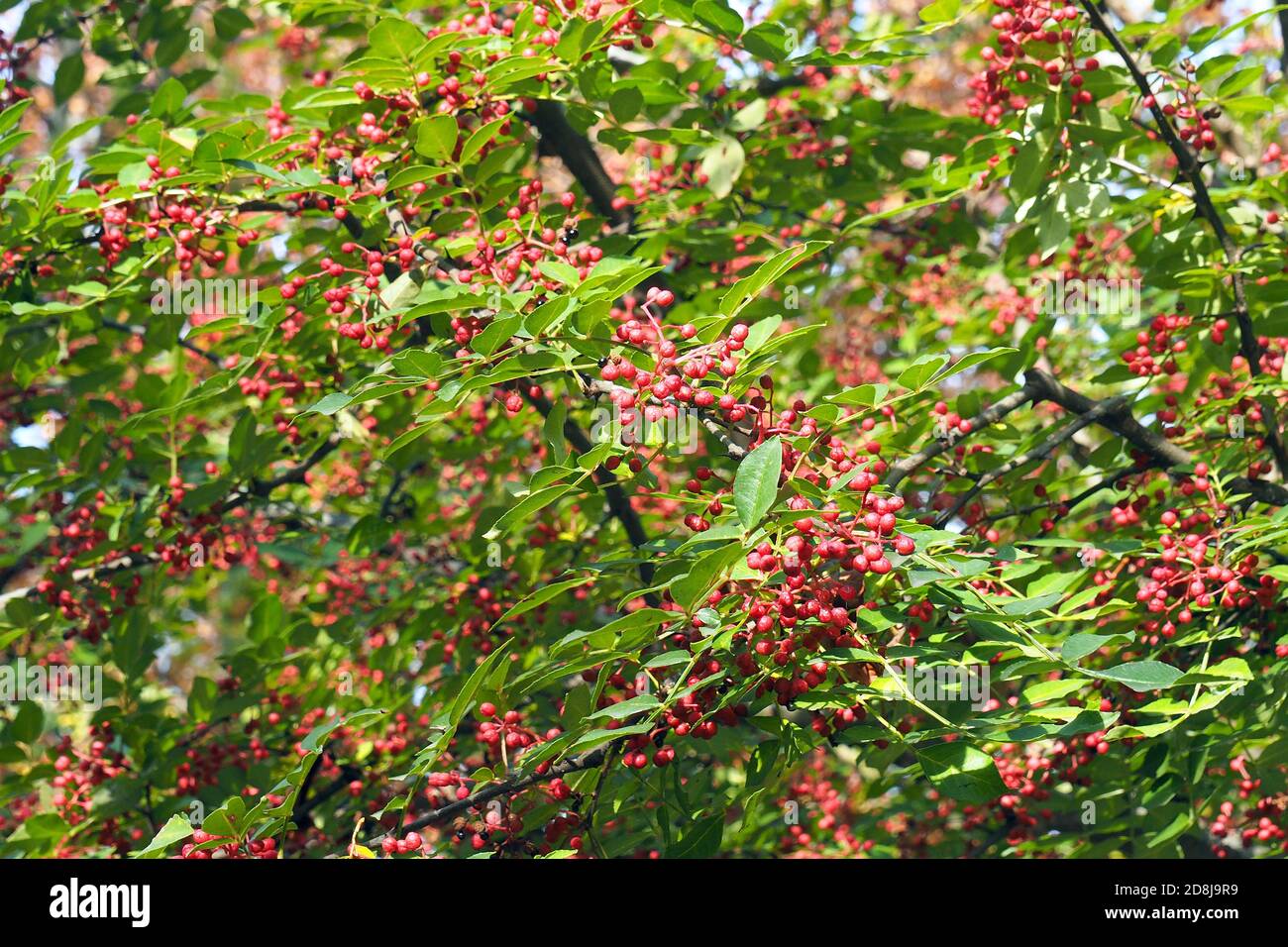 Common prickly ash hi-res stock photography and images - Alamy
