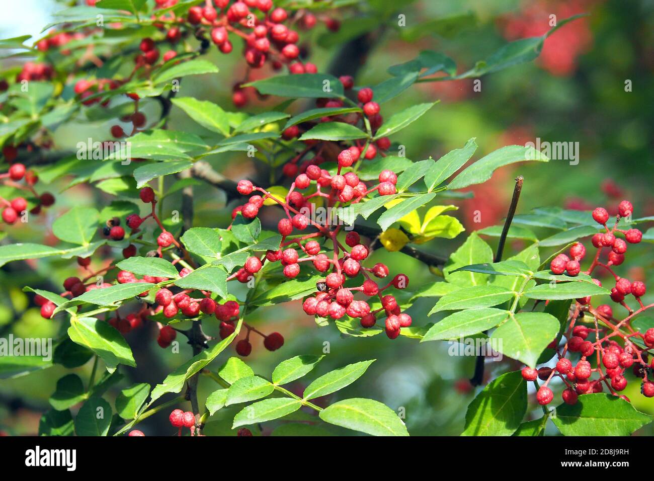 common prickly-ash, common pricklyash, common prickly ash, Zanthoxylum ...