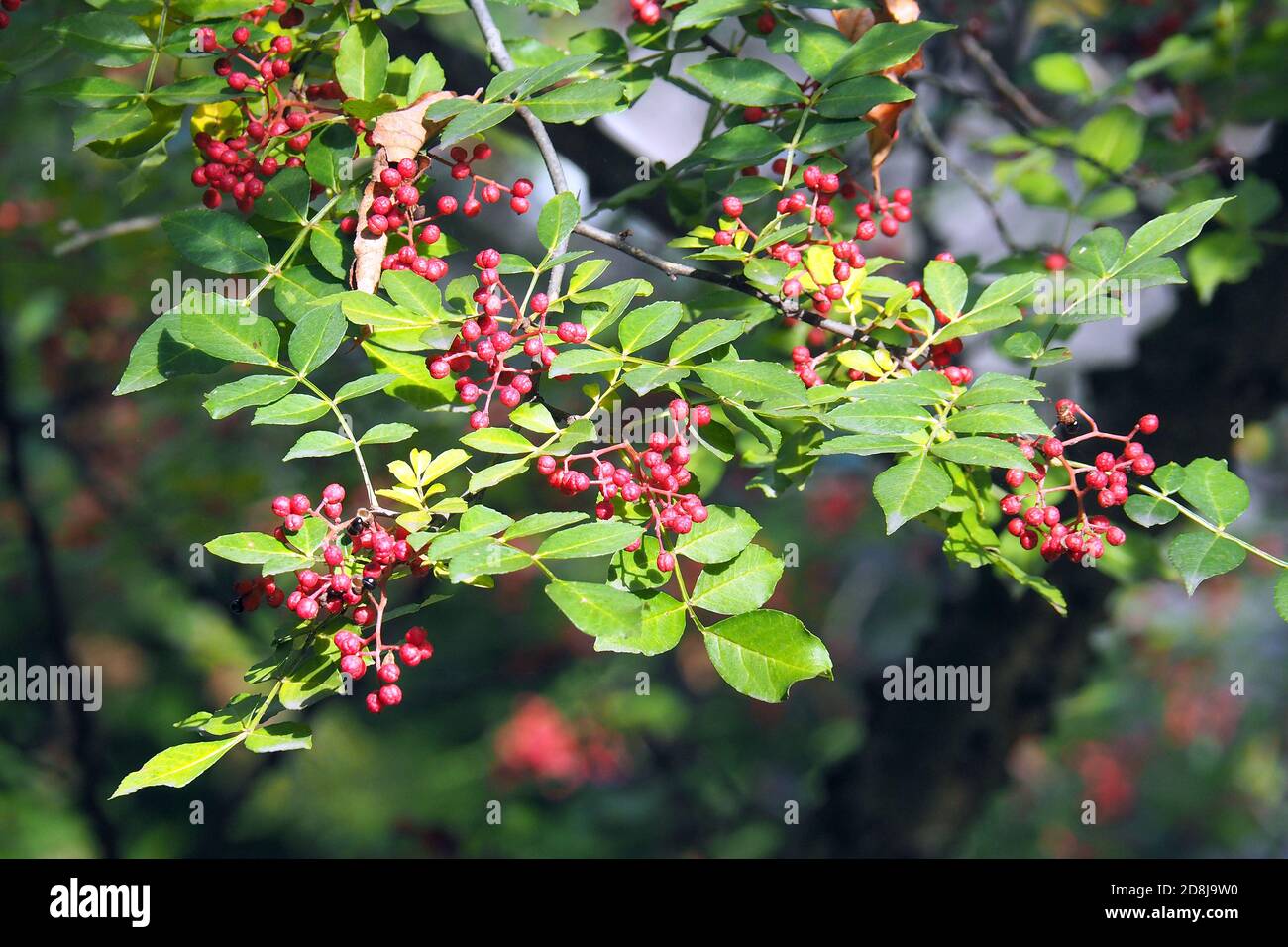 common prickly-ash, common pricklyash, common prickly ash, Zanthoxylum ...