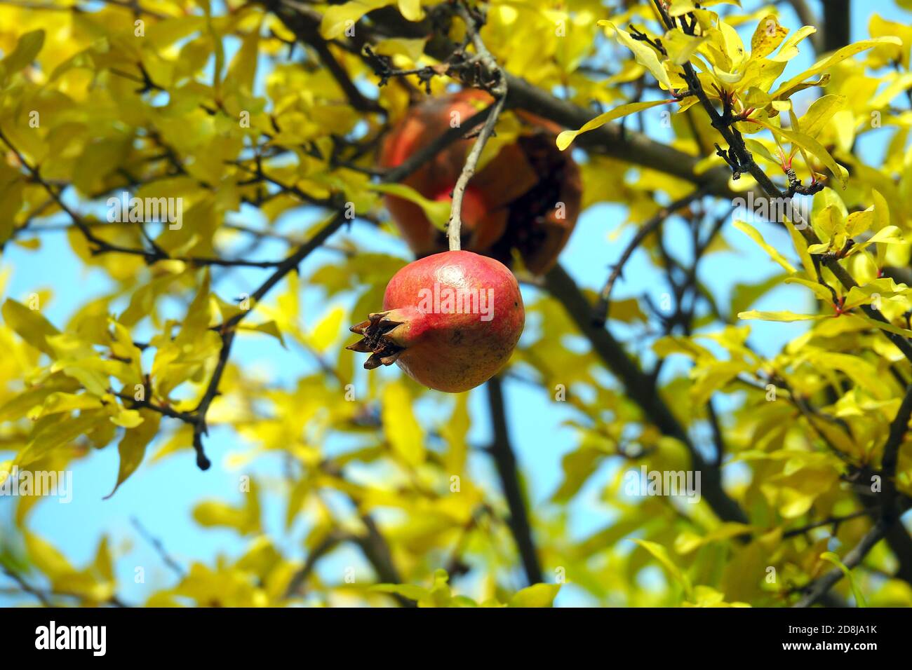 Pomegranate, Granatapfel, grenadier, Punica granatum, gránátalma ...