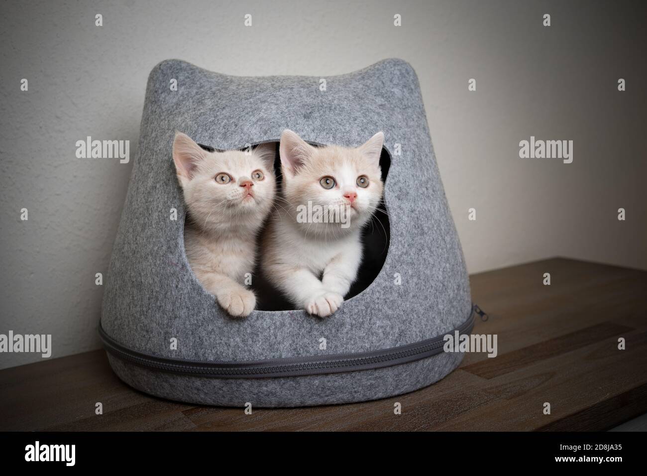 two cute british shorthair kittens inside of cat shaped pet cave side ...