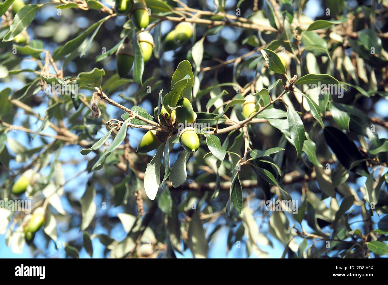 Quercus ilex garden hi-res stock photography and images - Alamy