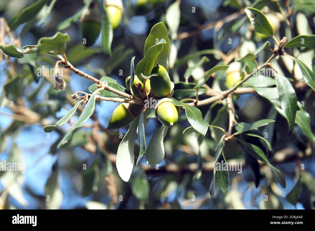 Quercus ilex garden hi-res stock photography and images - Alamy