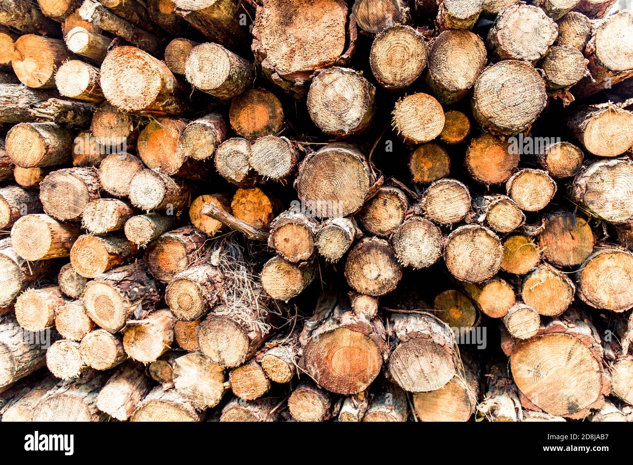 Pile of logs stocked in the forest Stock Photo - Alamy