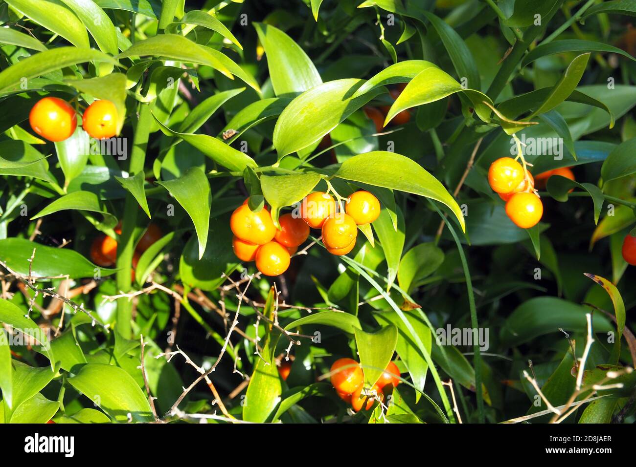 Alexandrian laurel, poet's laurel, Traubendorn, Alexandrinischer ...