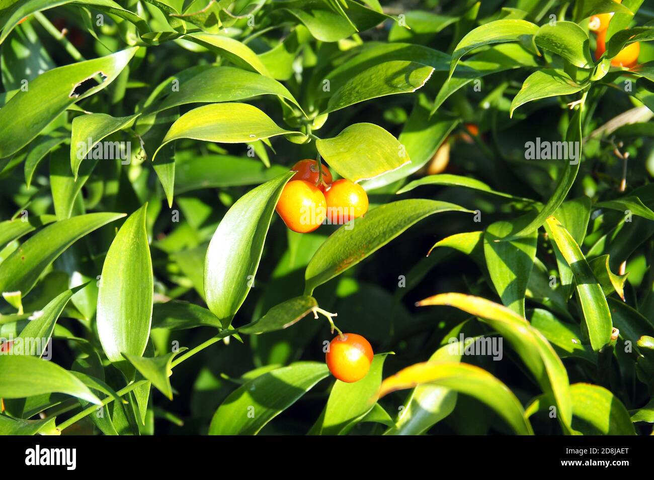 Alexandrian laurel, poet's laurel, Traubendorn, Alexandrinischer ...