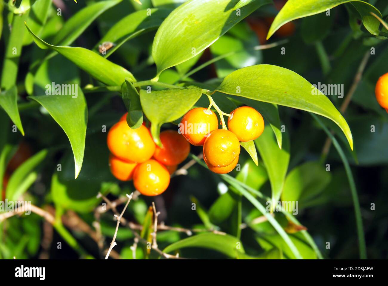 Alexandrian laurel, poet's laurel, Traubendorn, Alexandrinischer ...