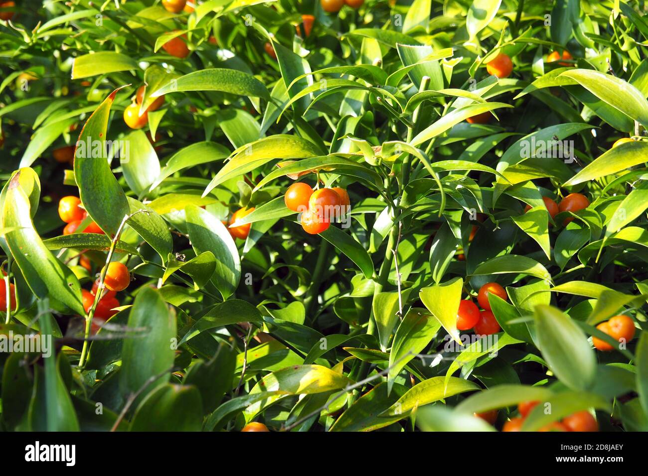 Alexandrian laurel, poet's laurel, Traubendorn, Alexandrinischer ...