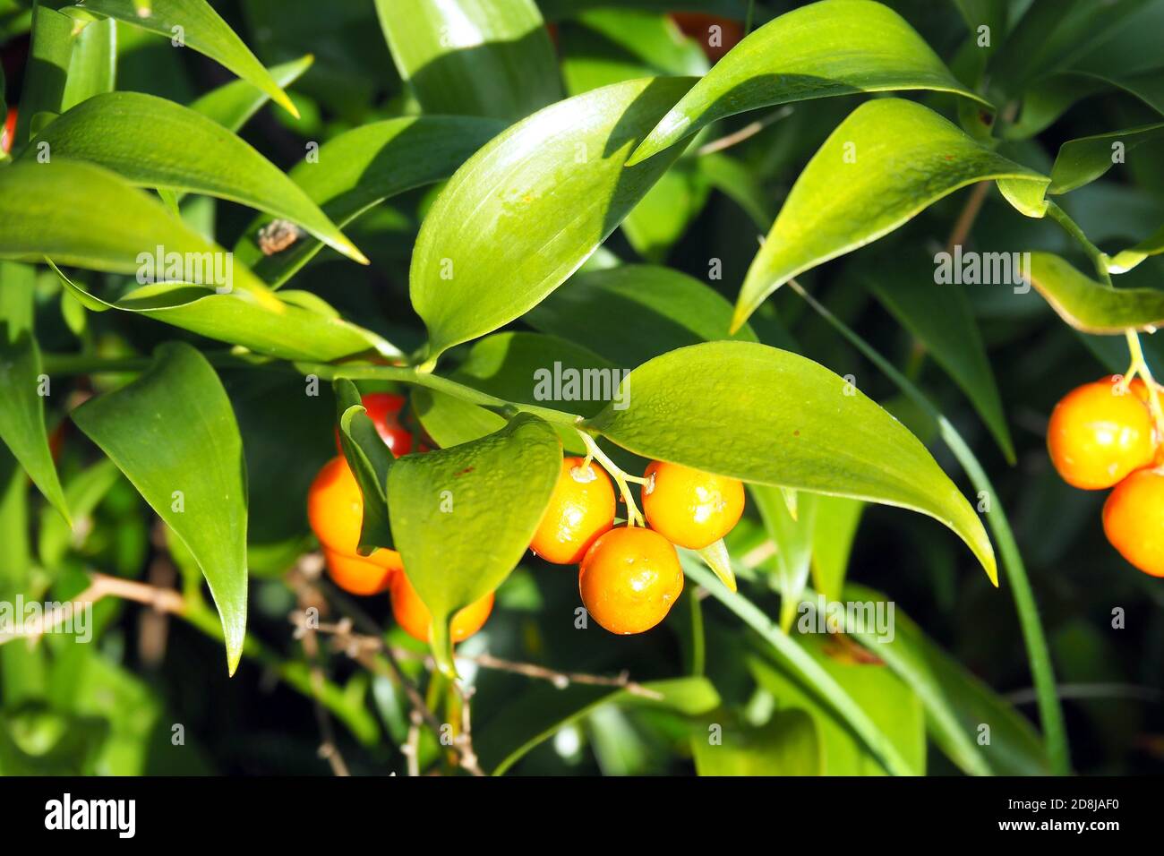 Alexandrian laurel, poet's laurel, Traubendorn, Alexandrinischer ...