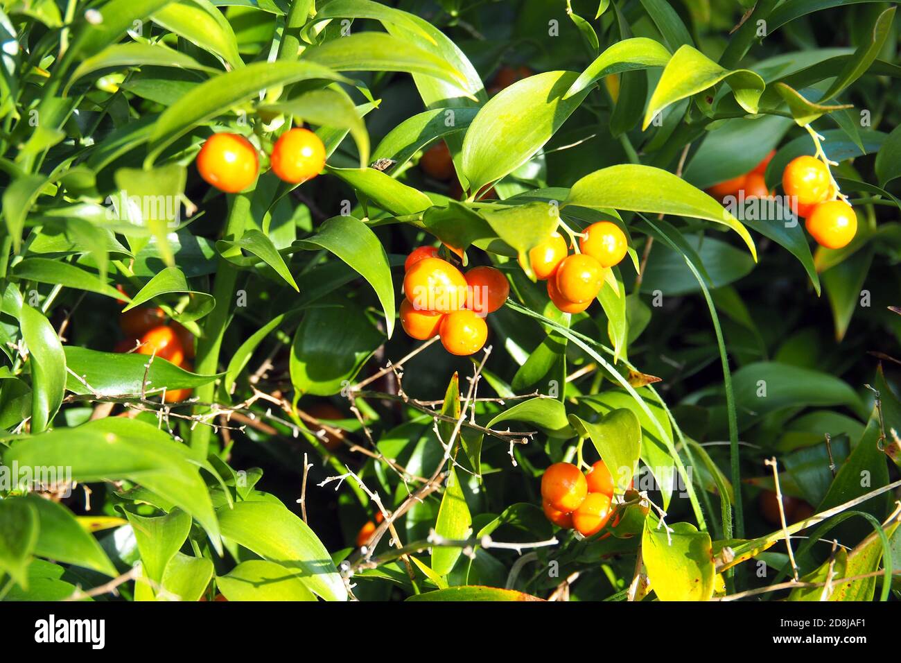 Alexandrian laurel, poet's laurel, Traubendorn, Alexandrinischer ...