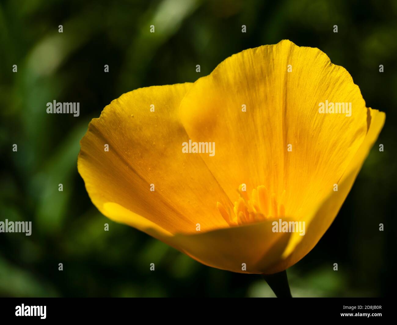 Mexican gold poppy, California poppy (Eschscholzia californica), Usery ...