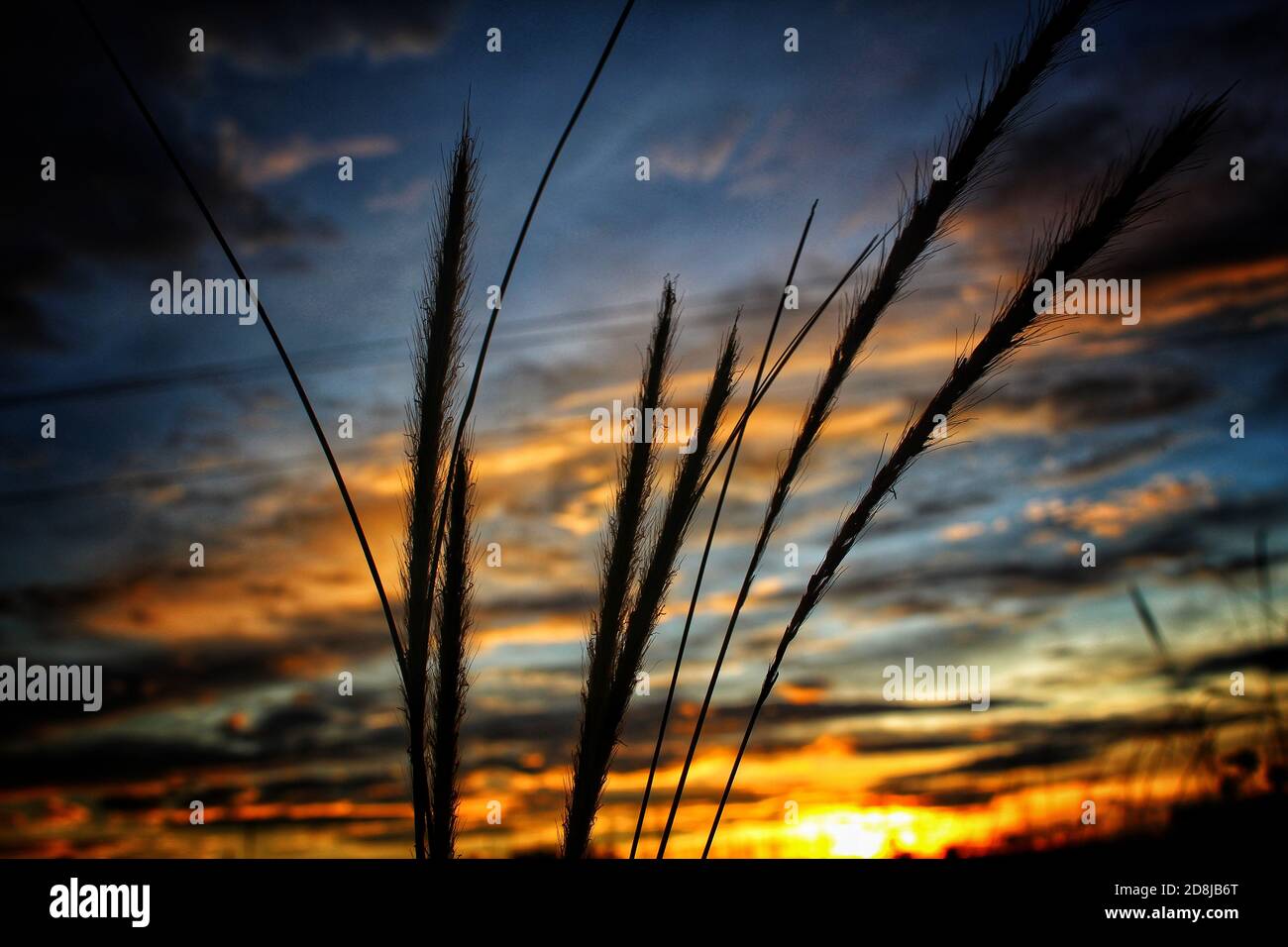 Beautiful nature backlit photography during evening backlit photo for ...