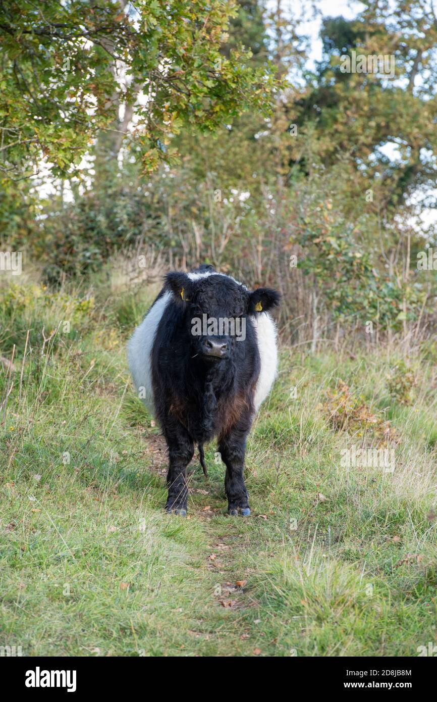 Belted Galloway cow grazing in the cotswold countryside. Sheepscombe ...