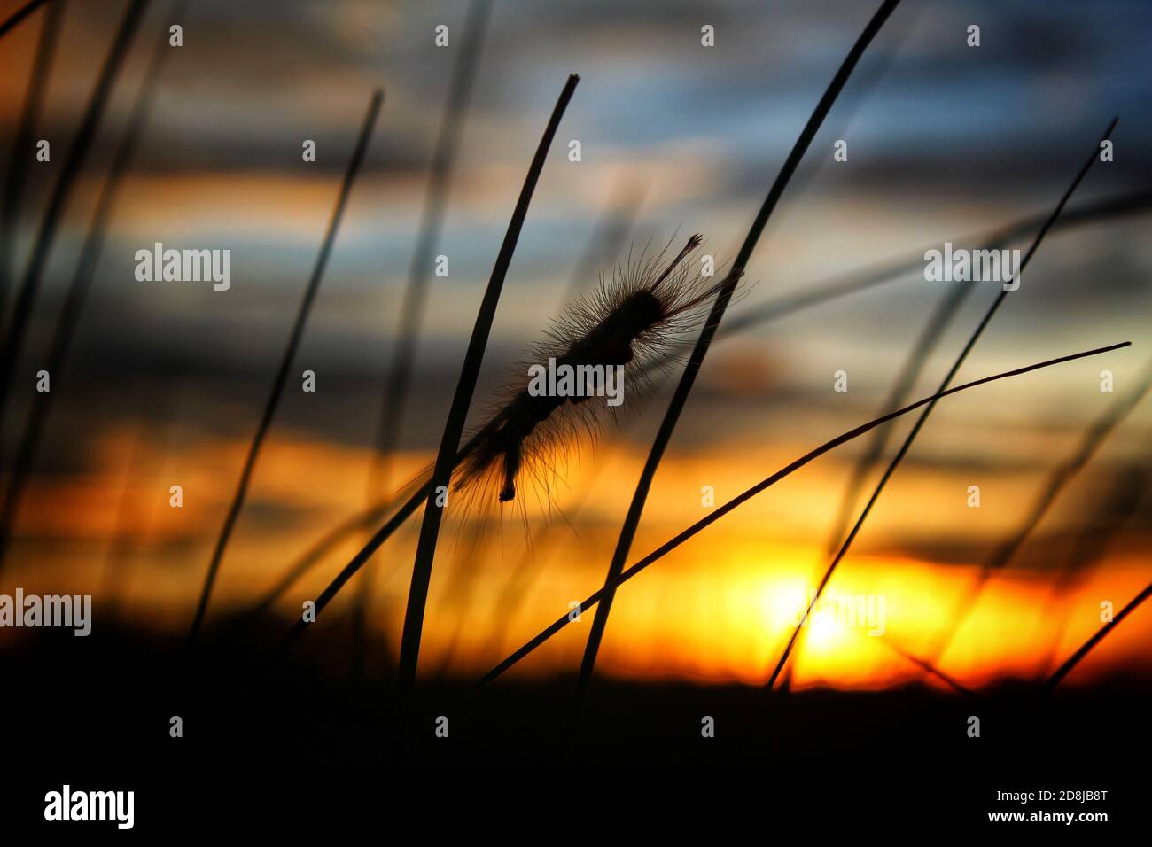 Beautiful nature backlit photography during evening backlit photo for ...