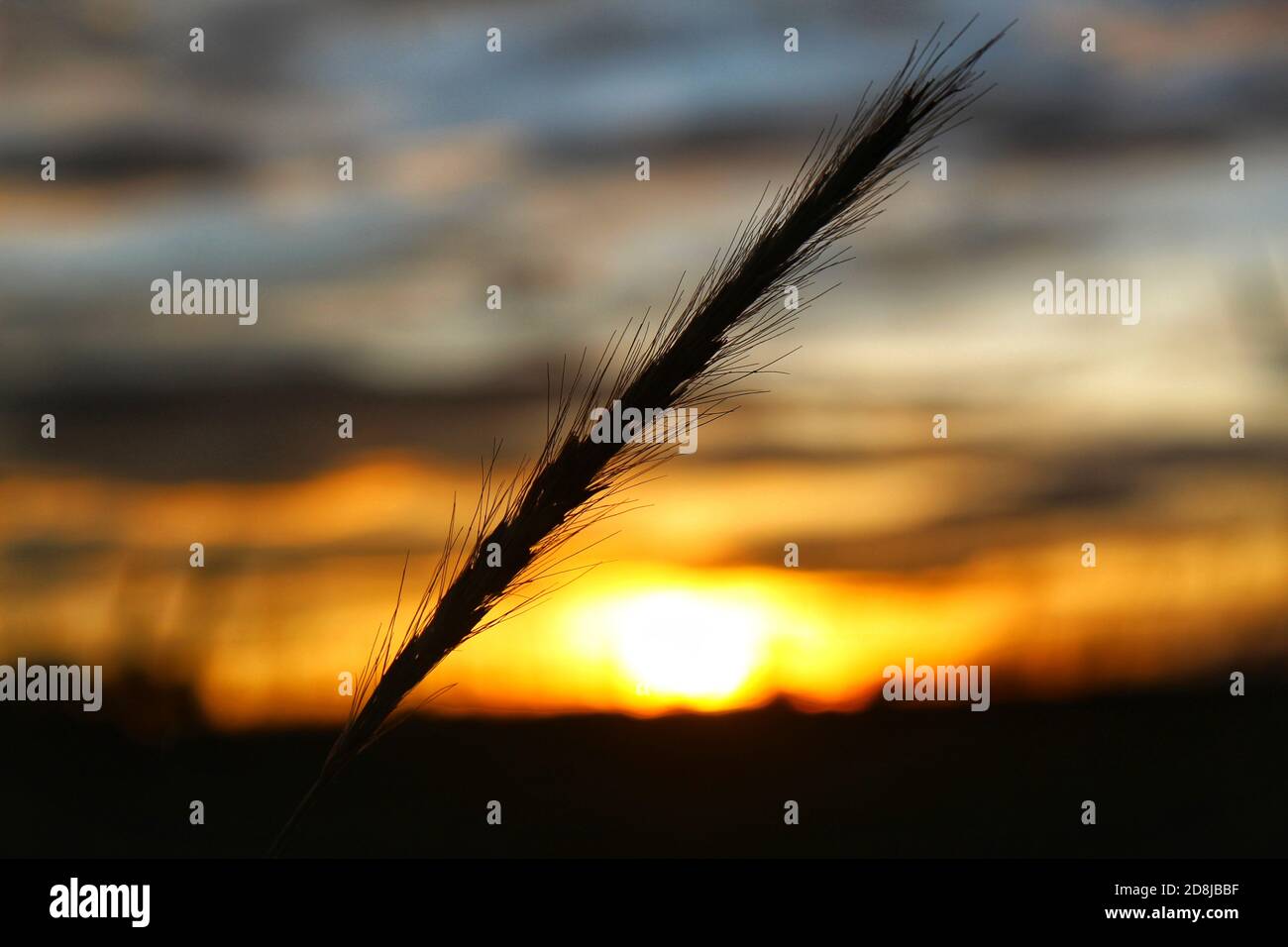 Beautiful nature backlit photography during evening backlit photo for ...