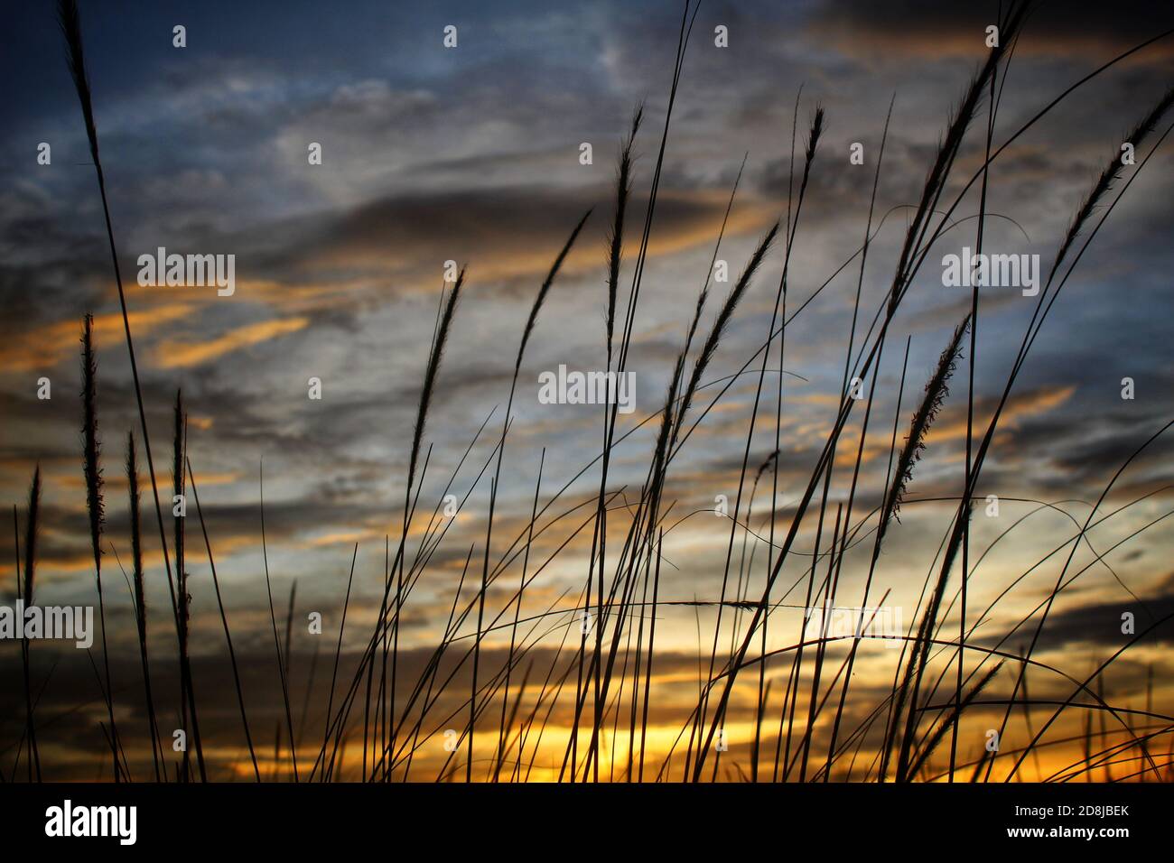 Beautiful nature backlit photography during evening backlit photo for ...