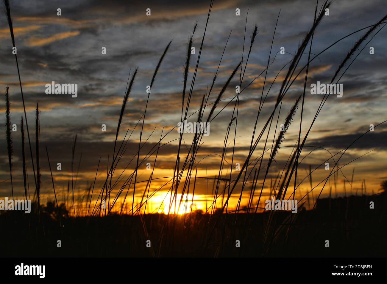 Beautiful nature backlit photography during evening backlit photo for ...