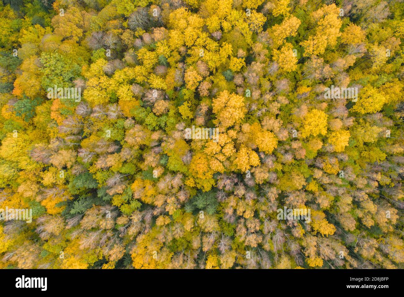 Aerial top down trees branches hi-res stock photography and images - Alamy