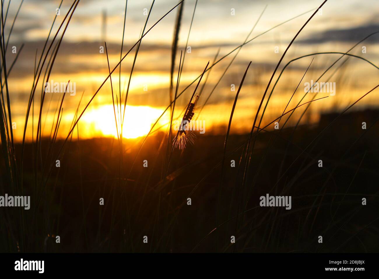 Beautiful nature backlit photography during evening backlit photo for ...