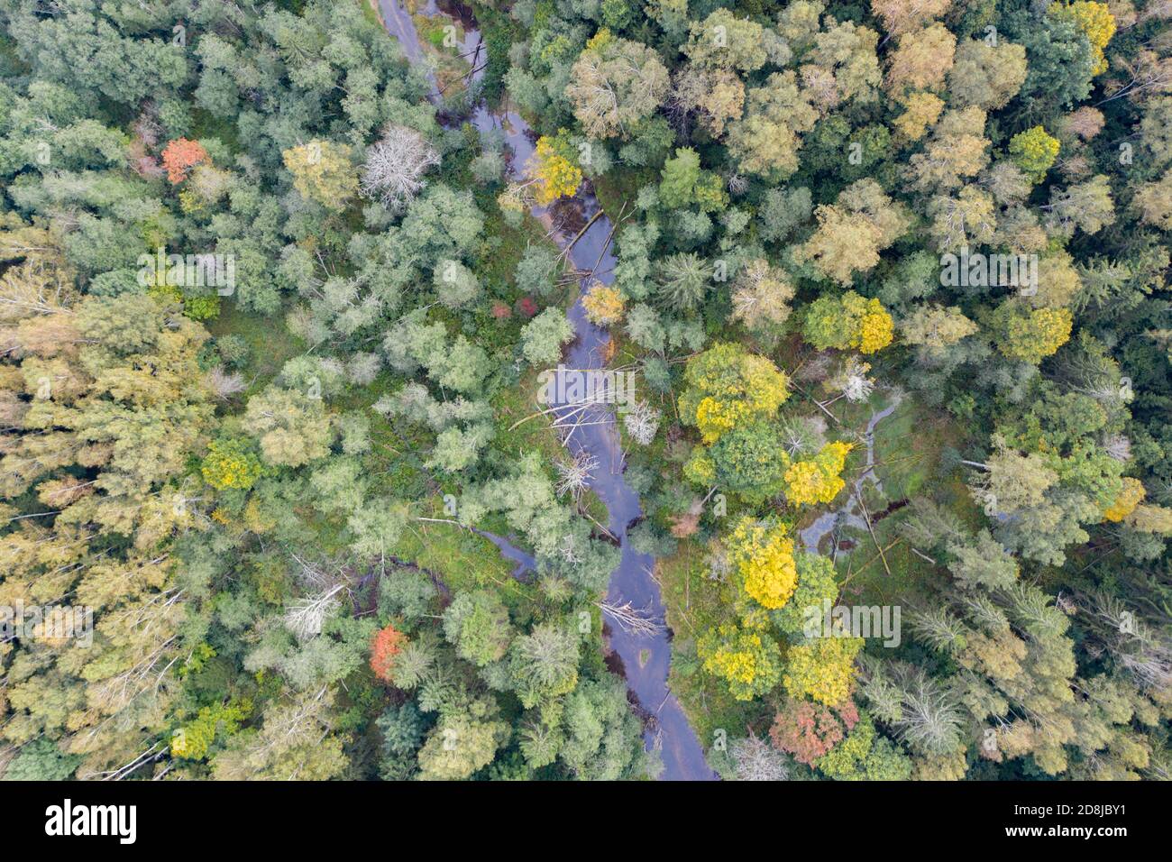 Aerial top down view of winding river flowing through green forest Stock Photo - Alamy