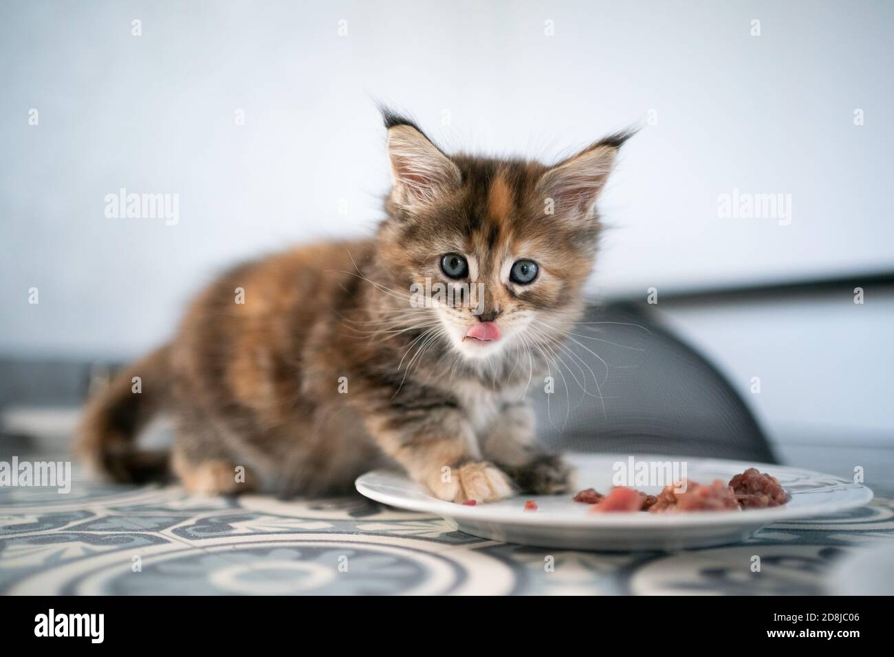 cute hungry calico maine coon kitten eating fresh raw cat food from ...