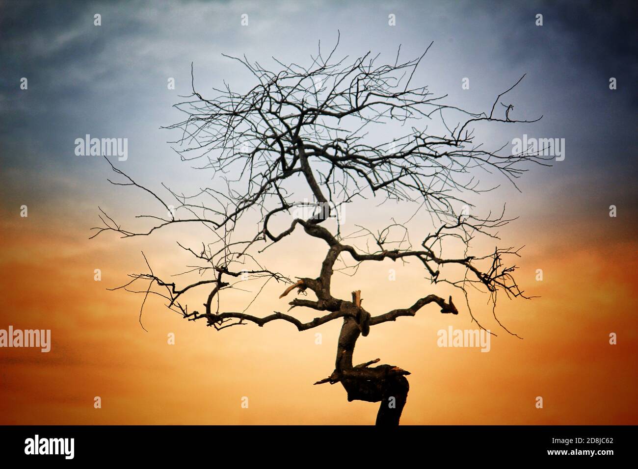 leafless tree in beautiful backlit background nature wallpaper Stock ...