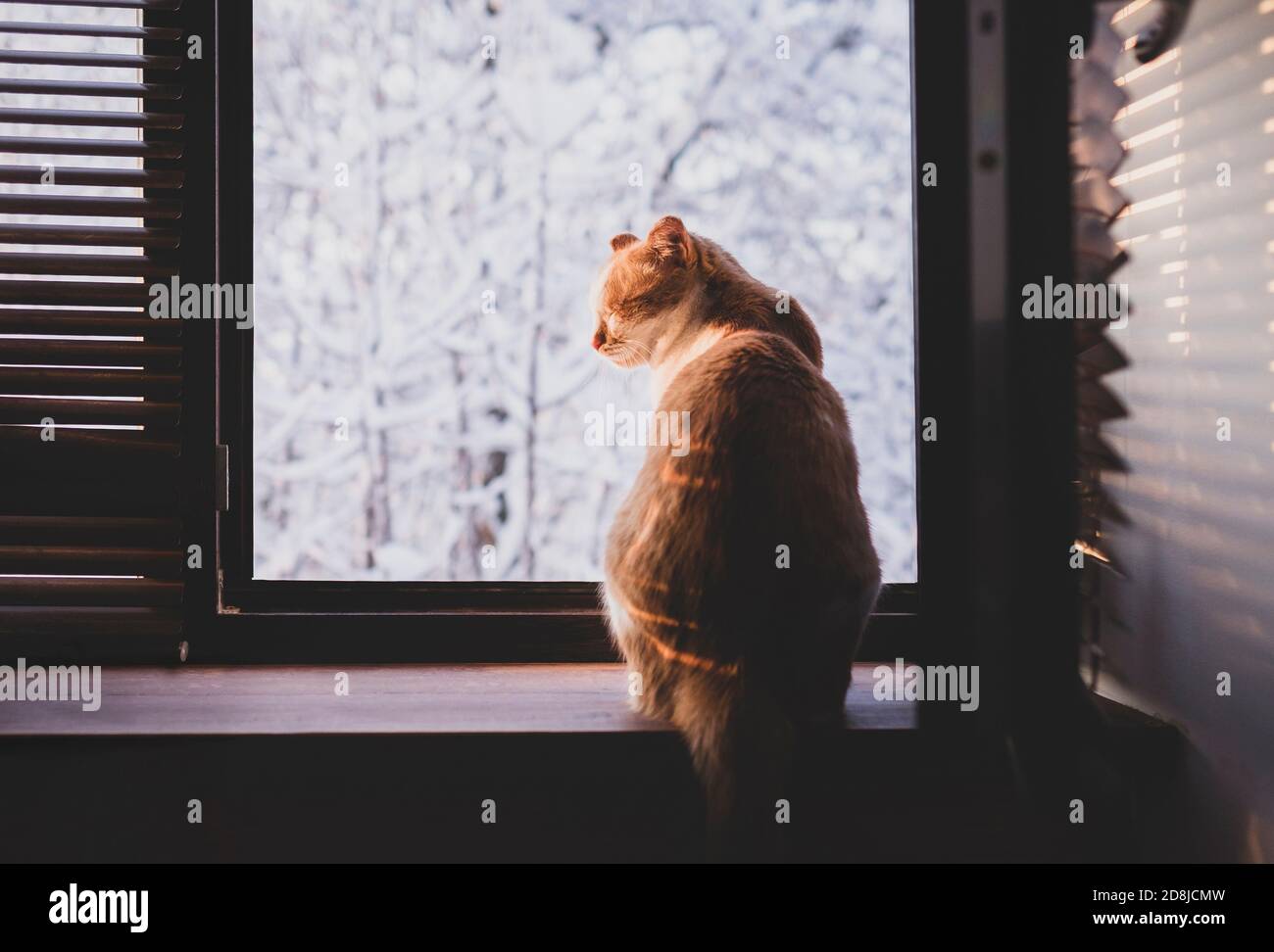 Cute cat sitting on window sill and enjoying winter Stock Photo - Alamy