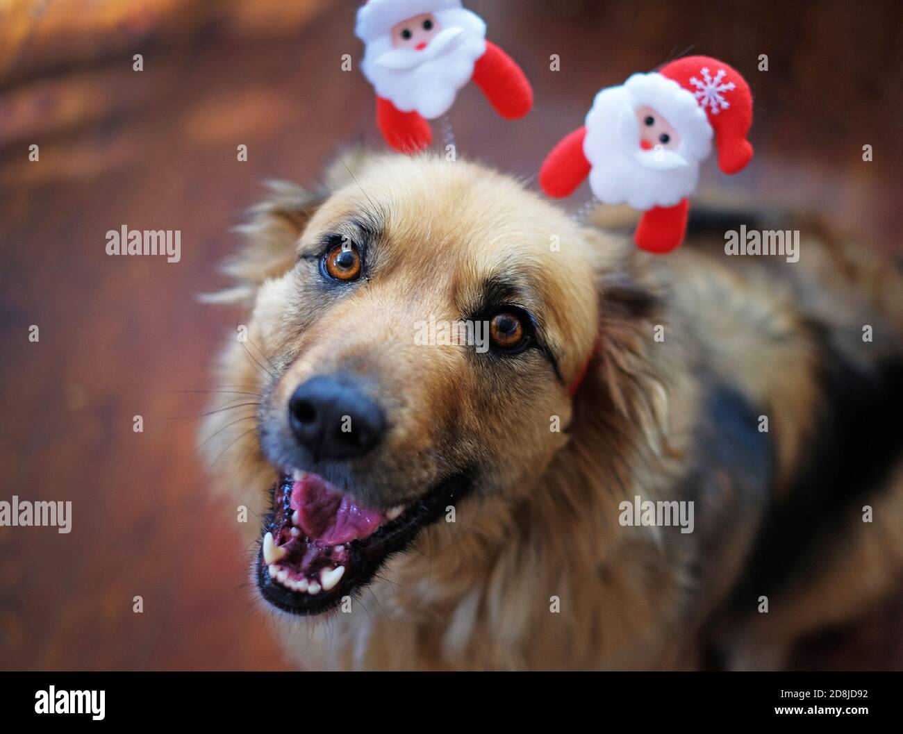 Cute smiling fluffy Dog with Christmas decoration on the head Stock ...