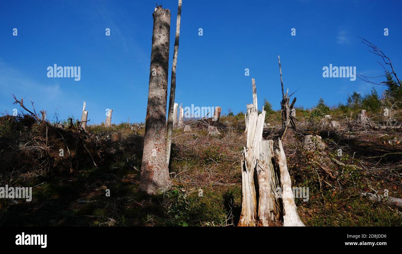 Forest devastation due to climate change and storms with broken trees ...