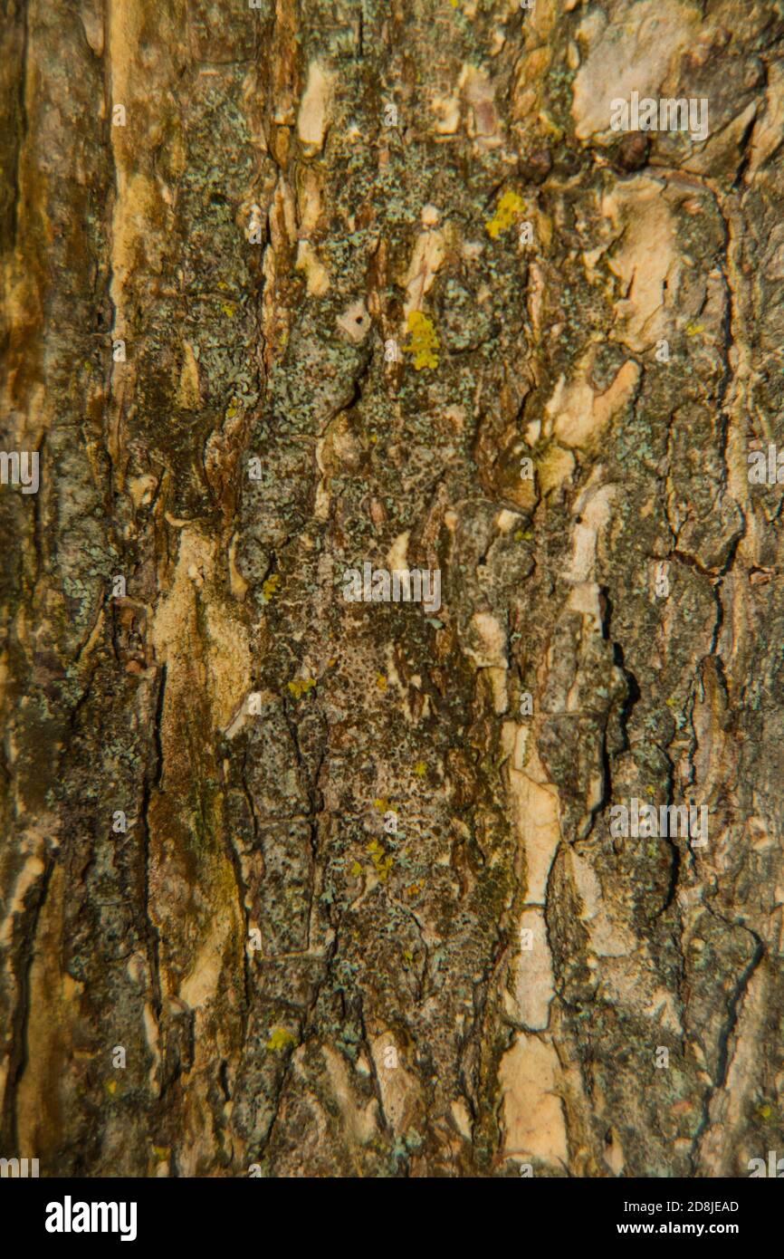 bark of tree texture. Wood bark texture. Part of a tree in daylight ...