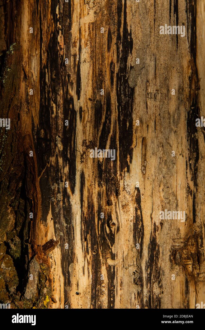 bark of tree texture. Wood bark texture. Part of a tree in daylight ...