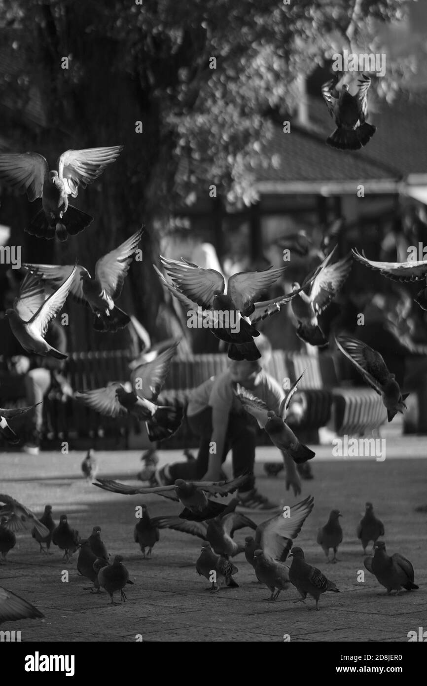 Vertical grayscale shot of flying pigeons in the park Stock Photo - Alamy