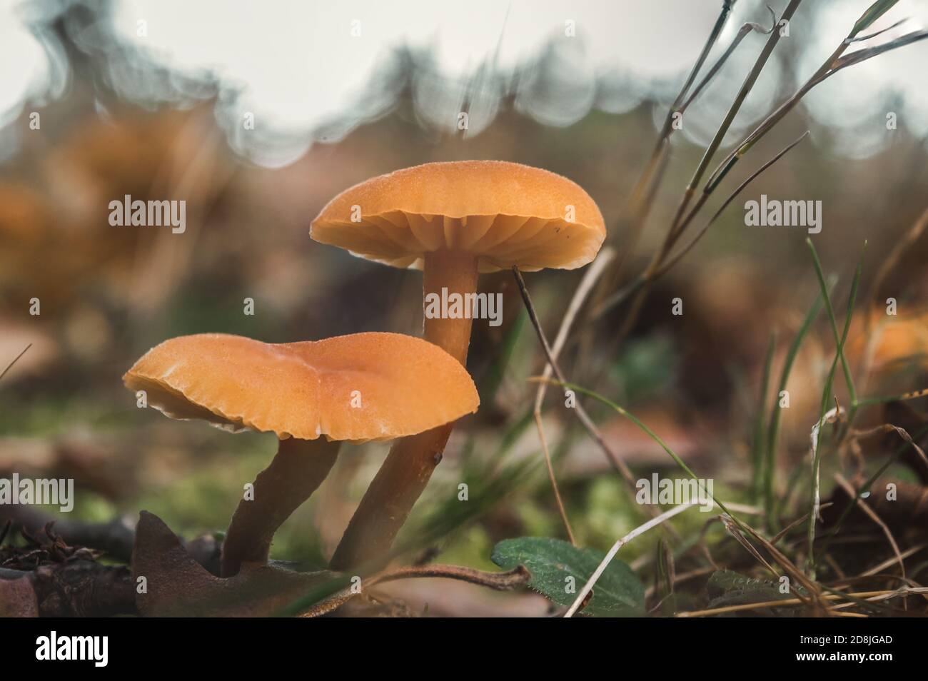 Scurfy leaf hi-res stock photography and images - Alamy