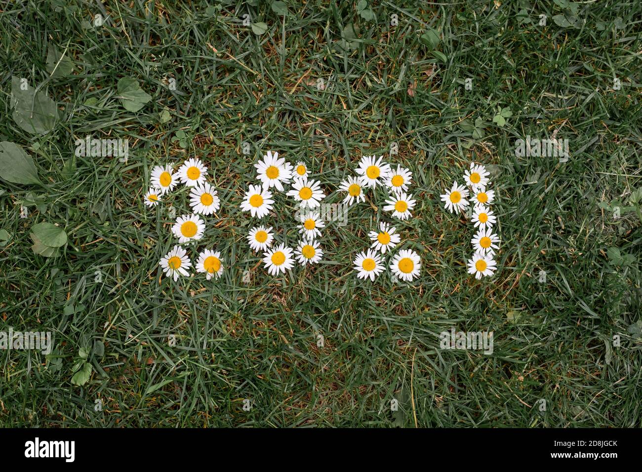 Number made white daisy flowers hi-res stock photography and images - Alamy