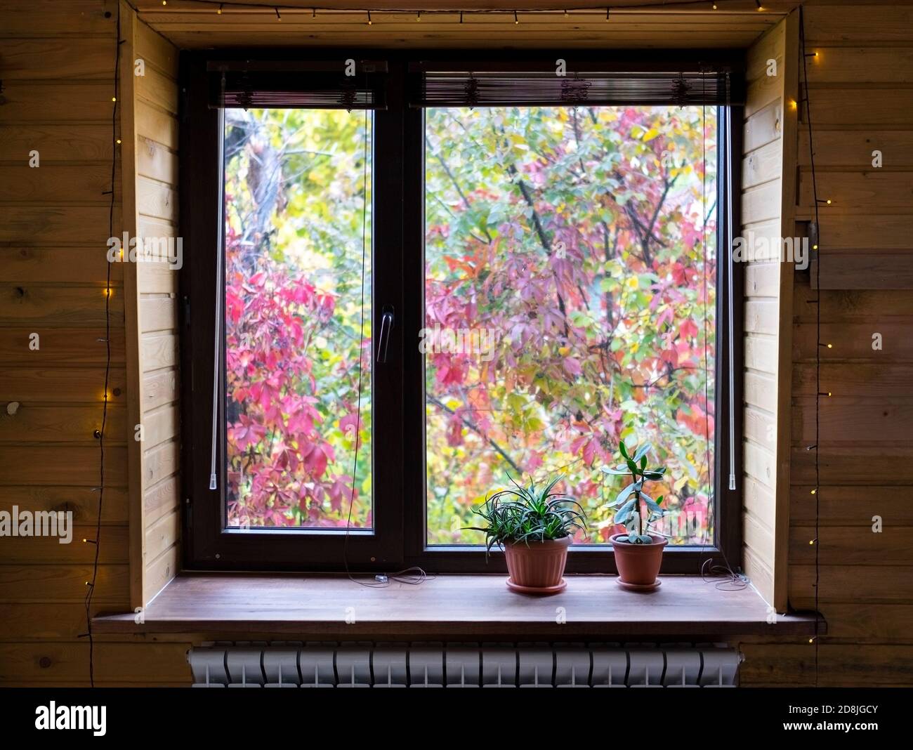 Trees through window hi-res stock photography and images - Alamy