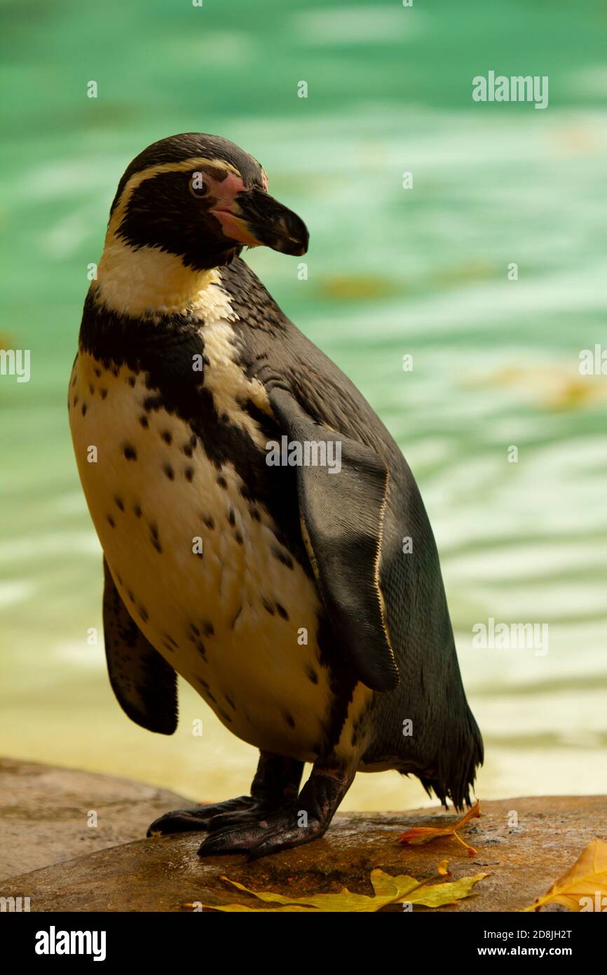 Chest patch hi-res stock photography and images - Alamy