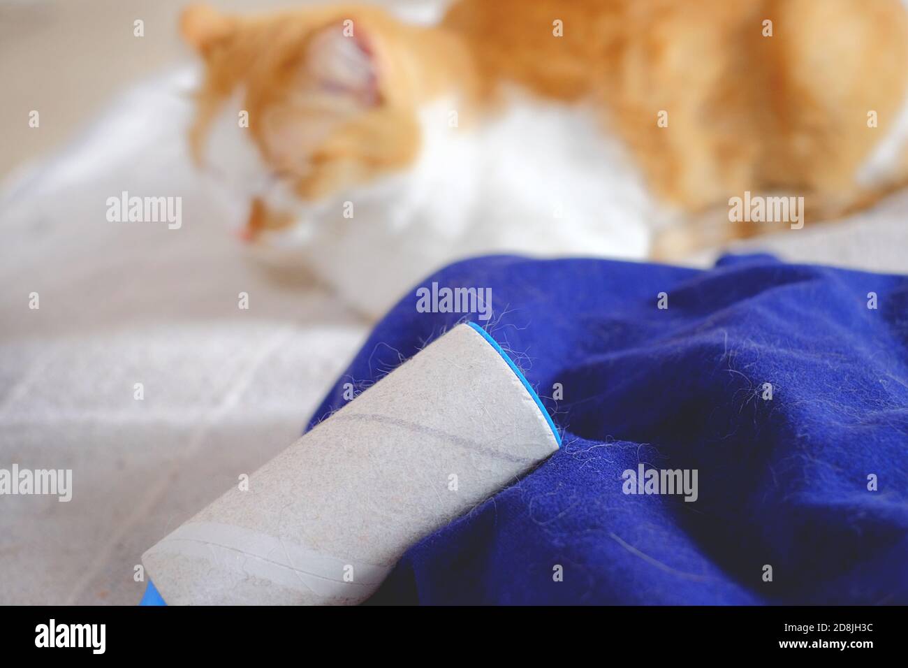 Cat lint hi-res stock photography and images - Alamy