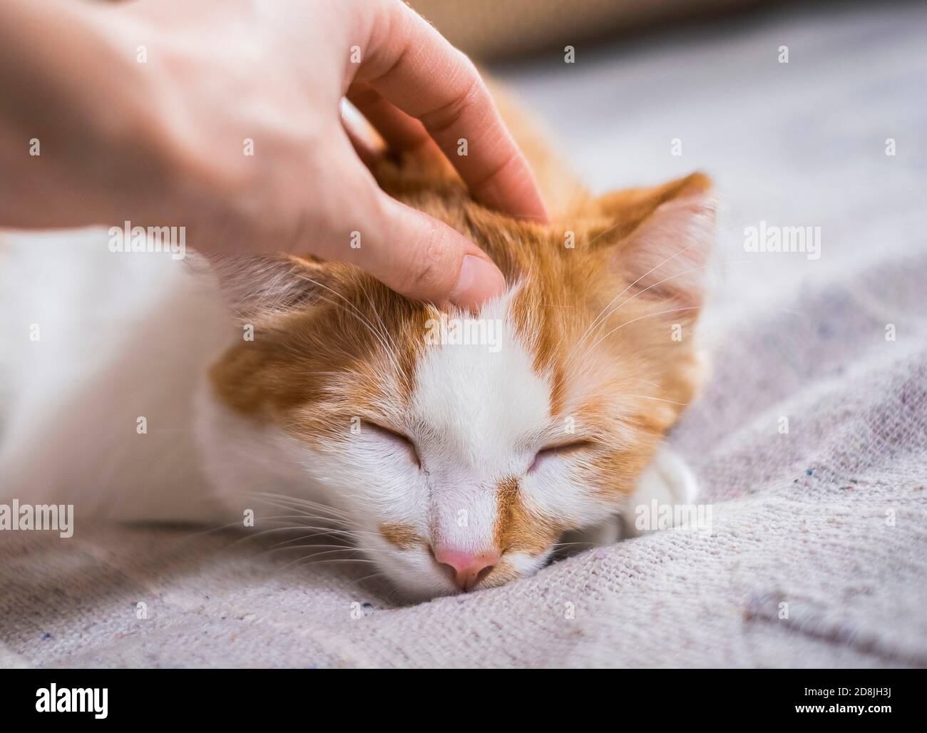 woman hand petting cute orange and white cat Stock Photo - Alamy