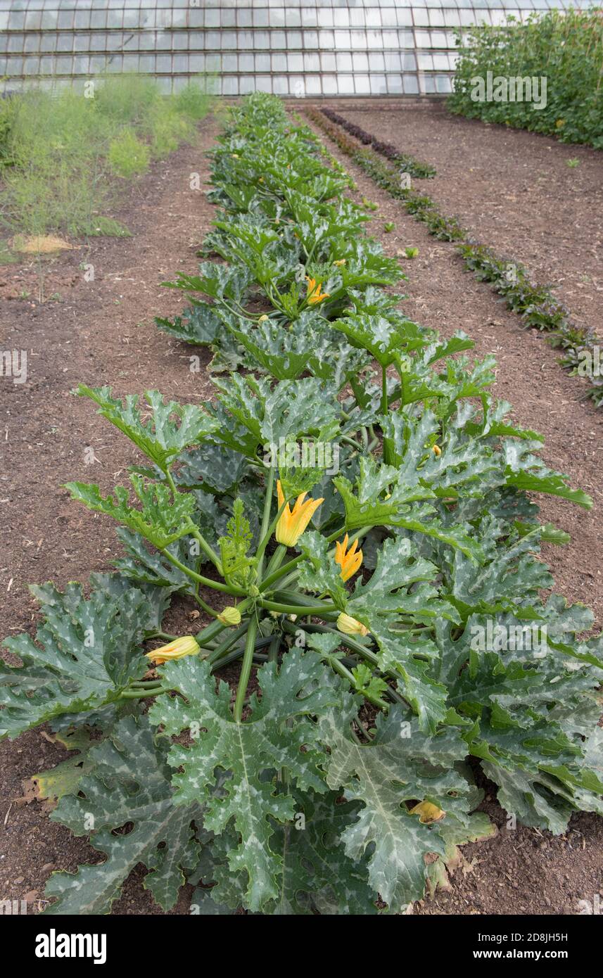 Yellow Flower Head of a Home Grown Organic Summer Flowering Zucchini or ...