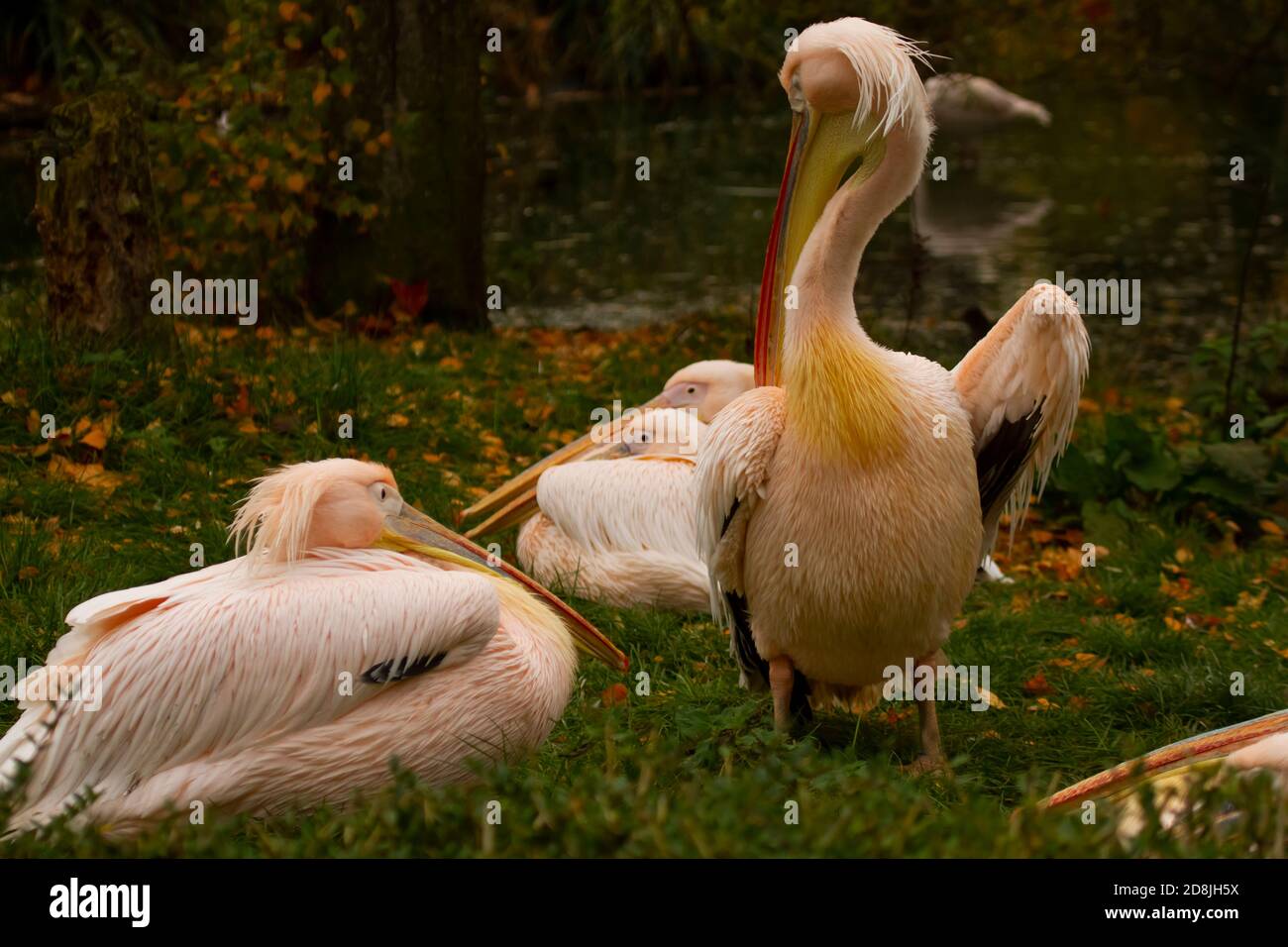 Close up image showing a flock of great white pelicans Pelecanus ...
