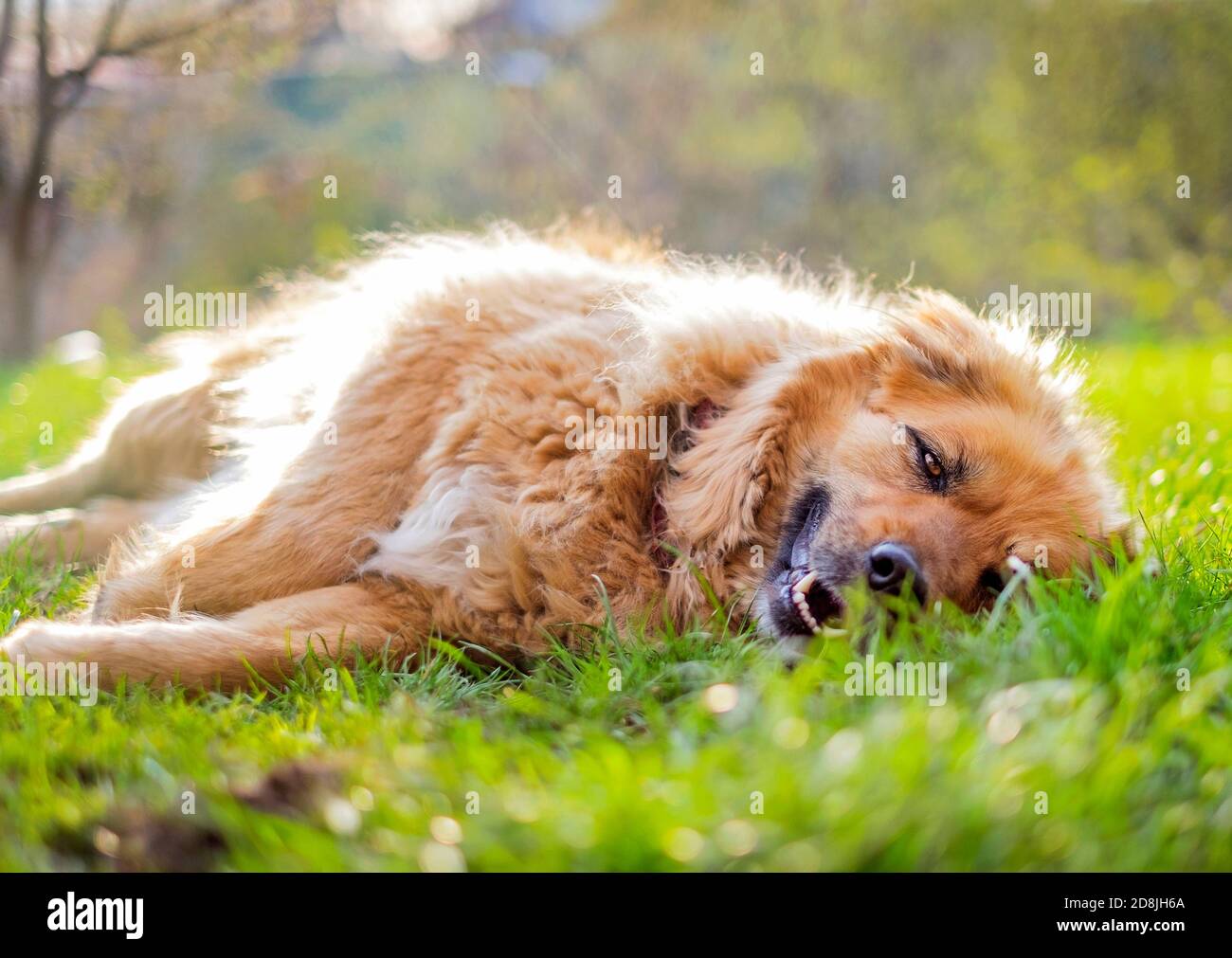 Happy relaxed beautiful fluffy beige dog lying on the grass Stock Photo ...