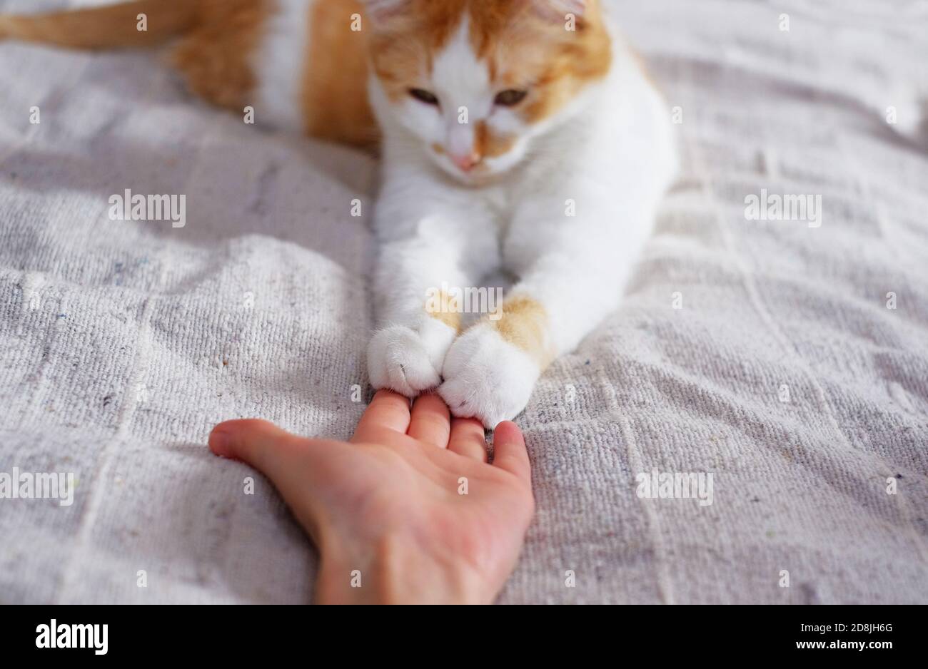 Human hand and paw hi-res stock photography and images - Alamy