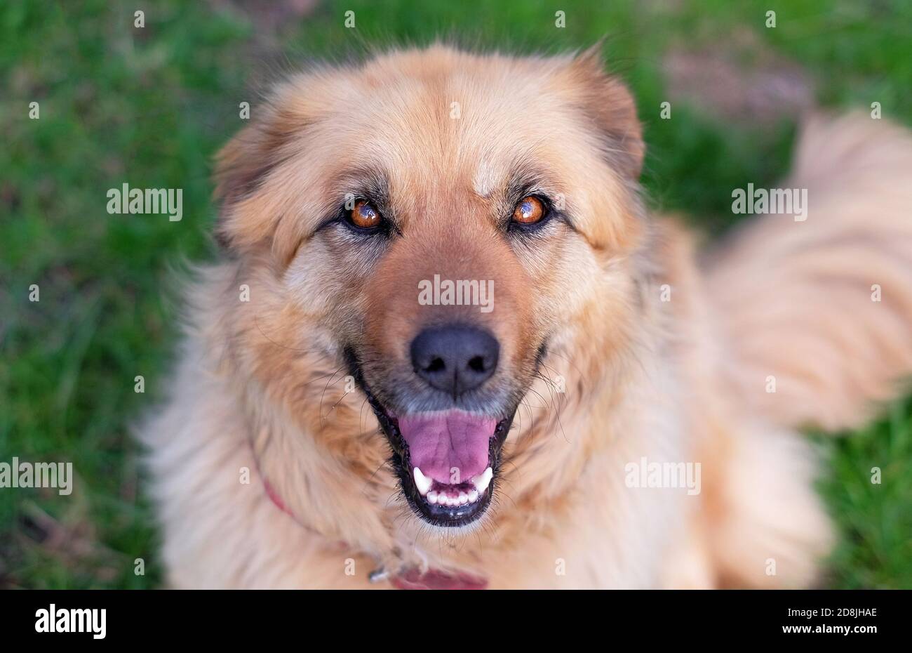 Portrait of a happy beautiful fluffy beige dog outdoors Stock Photo - Alamy
